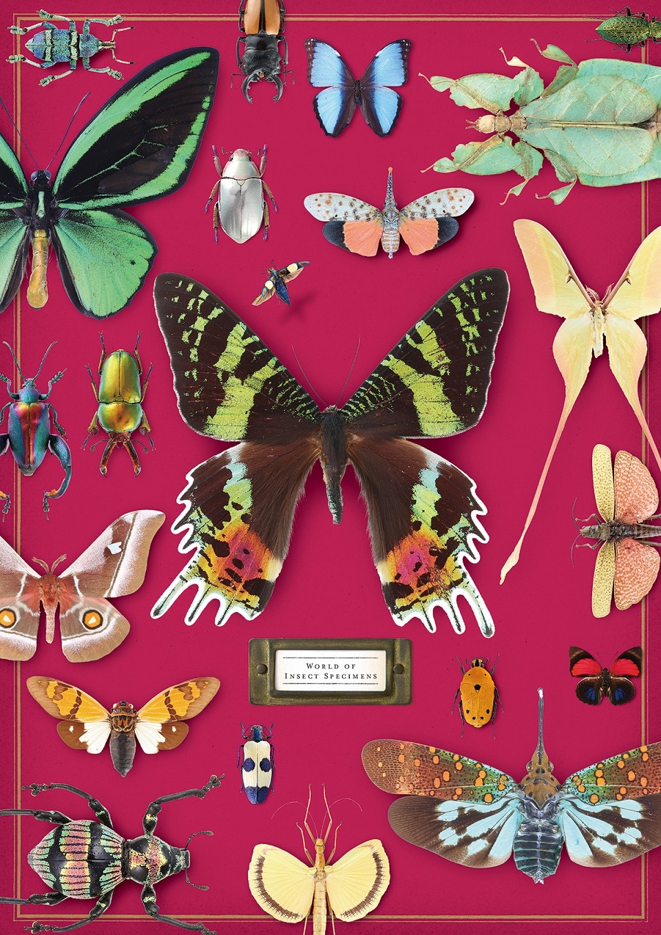 密やかな部屋 ―きらめく昆虫標本― WORLD OF INSECT SPECIMENS｜イベント一覧｜福岡のおでかけ・イベント情報が満載 ...